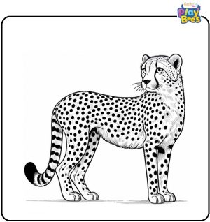 Cheetah Coloring Pages – Free Printable Sheets & Images